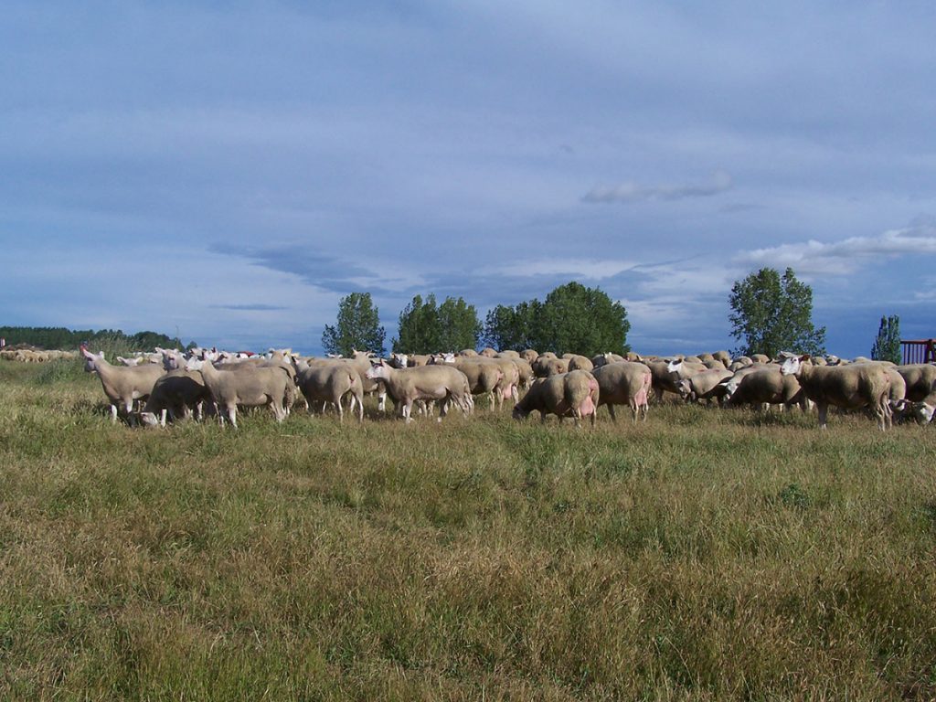 Berrichon du Cher - AECOP